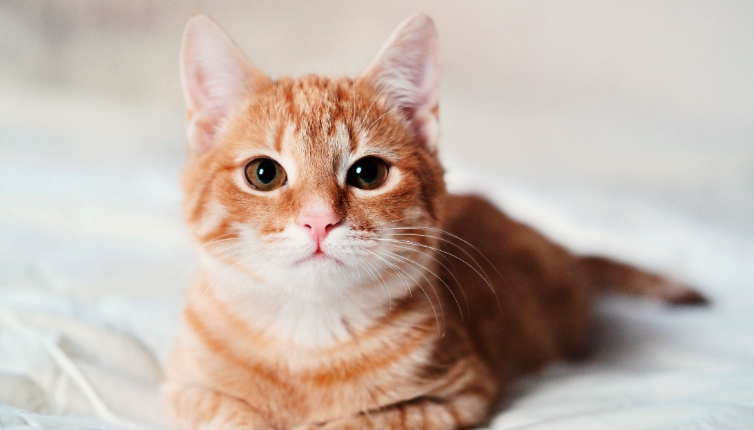 Feline Feasts: Enhance Your Cat's Health with a Touch of Olive Oil ...